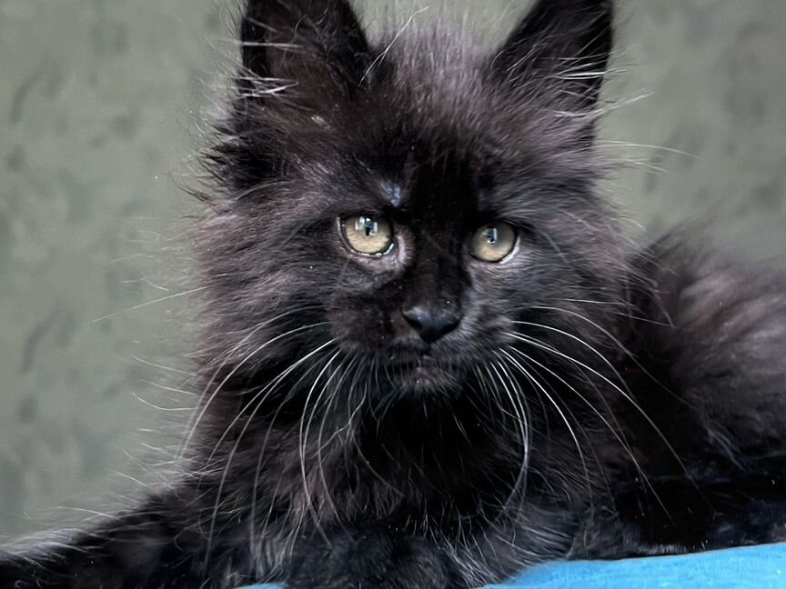 Кошечка мейн кун