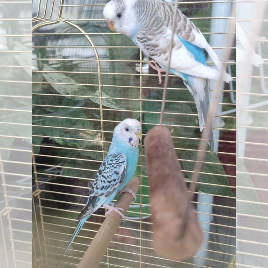 Волнистые попугаи