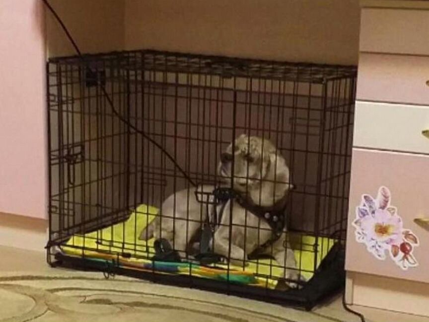 Клетка для собак