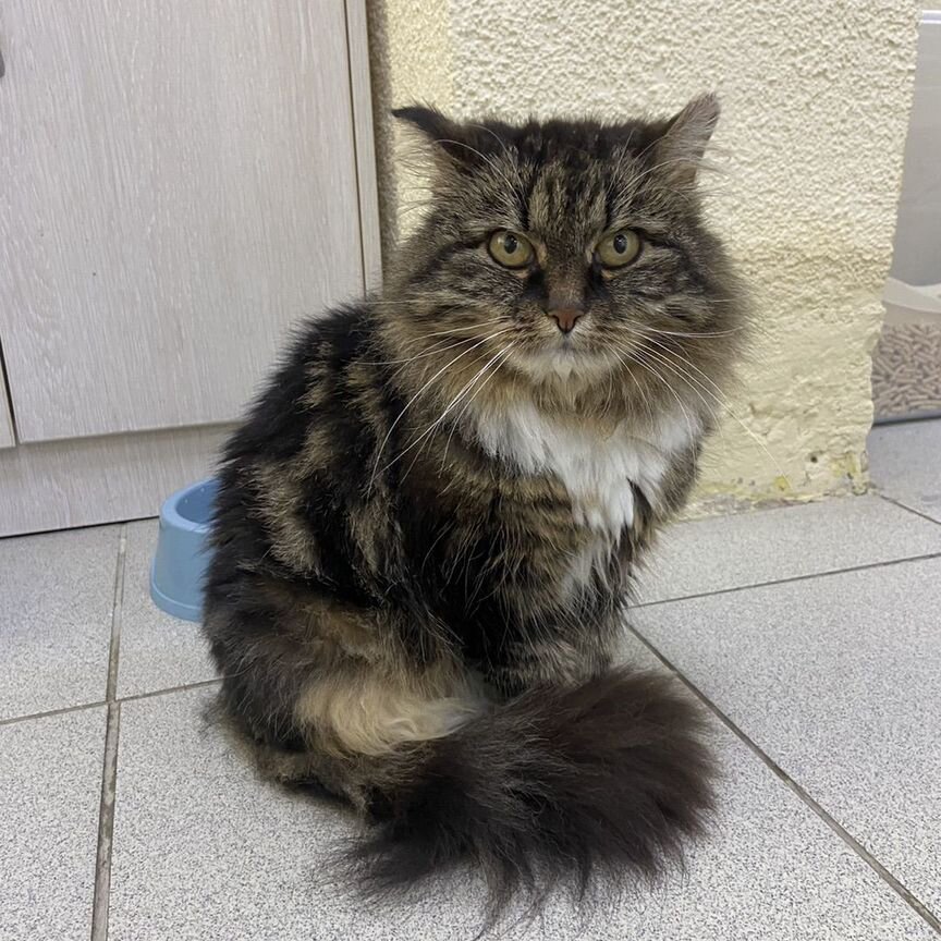 Кошка Лакрица ищет семью