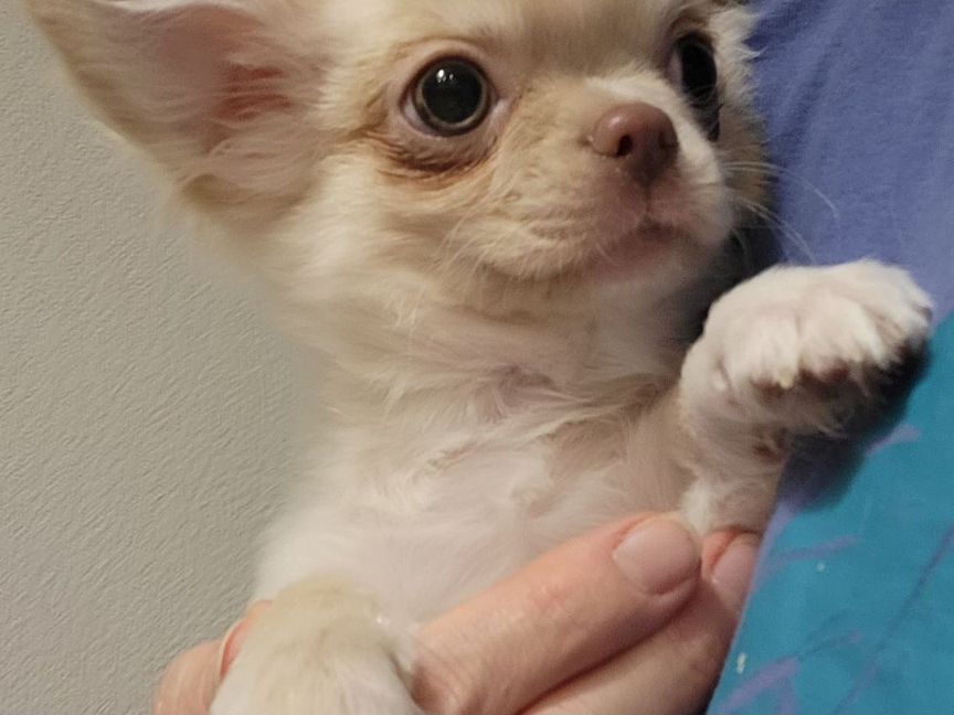 Курносенький Малыш. Чей Новогодний подарочек