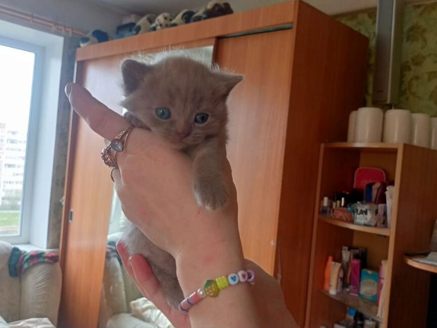 Британские котята