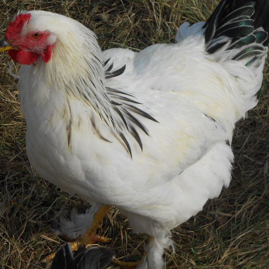 Петушки на племя, куриные семейки