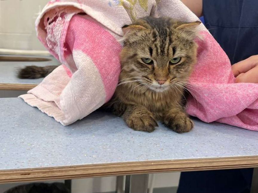 Коту нужен дом