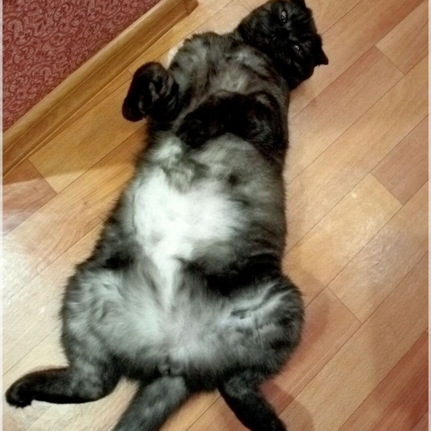 Шотландский кот