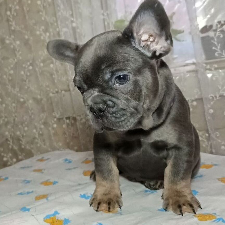 Мальтипу, щенок