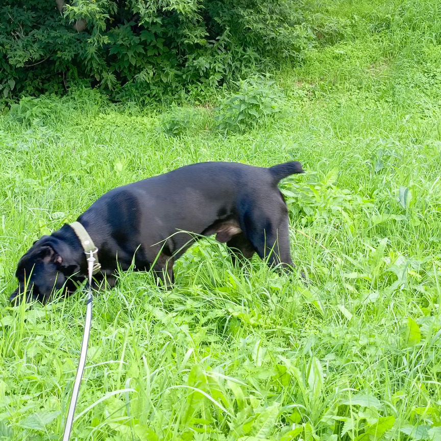 Отдам собаку породы Кане корсо