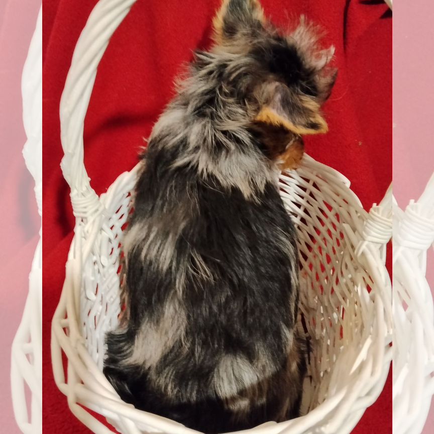 Йоркширский терьер, щенок