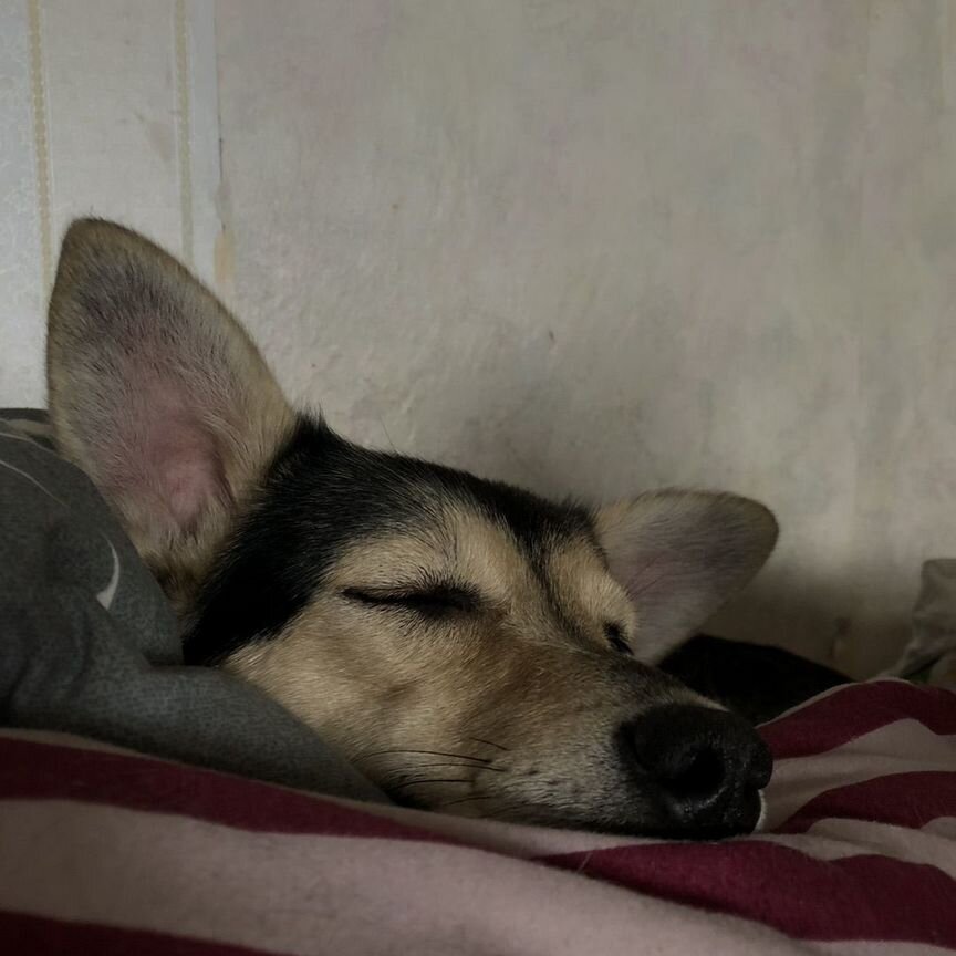 Собака в добрые руки отдам бесплатно