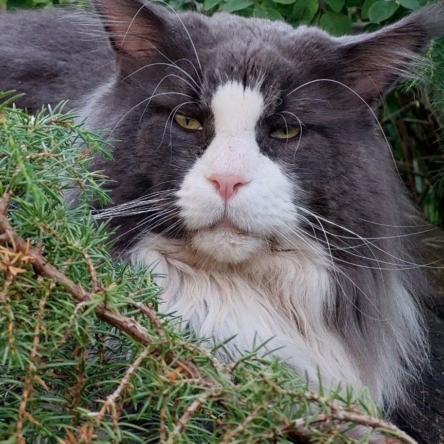 Котята мейн-кун