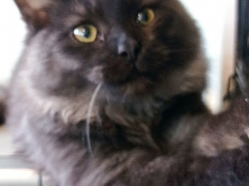 Котик 5 мес