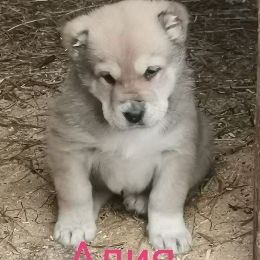 Среднеазиатская овчарка, щенок