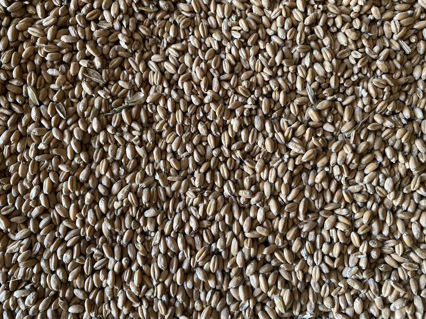 Озимая пшеница