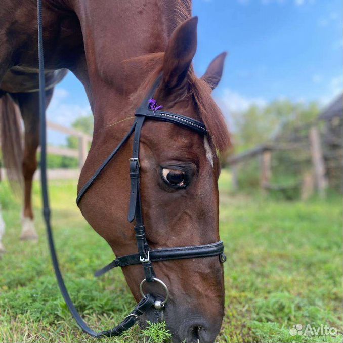 Продажа лошади