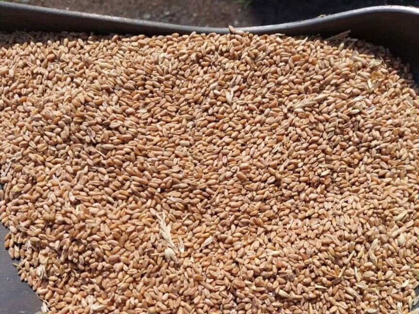 Гречиха, Кормовой овёс на корм/посев