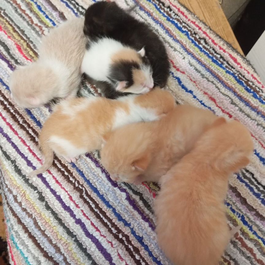 Котята в добрые руки 4 мальчика 2 девочки