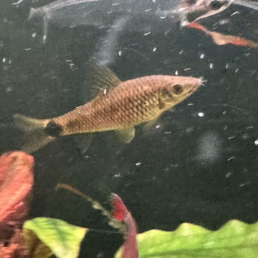 Сиамский водорослеед