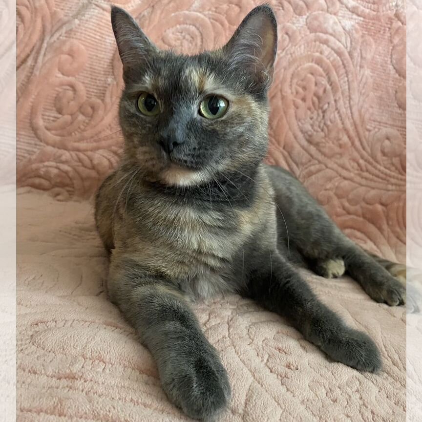 Взрослая, кошка в добрые руки