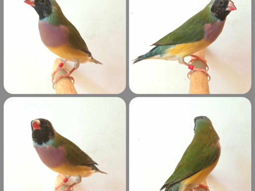 Самка Амадина Гульда (синегенная)