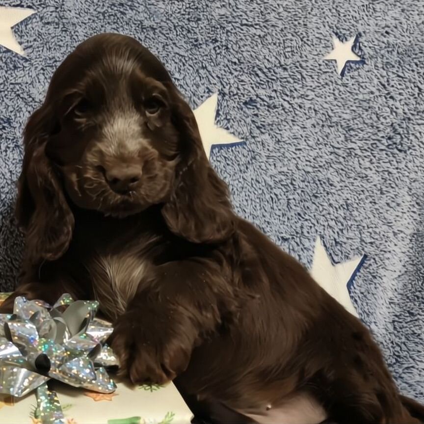Английский кокер-спаниель, щенок