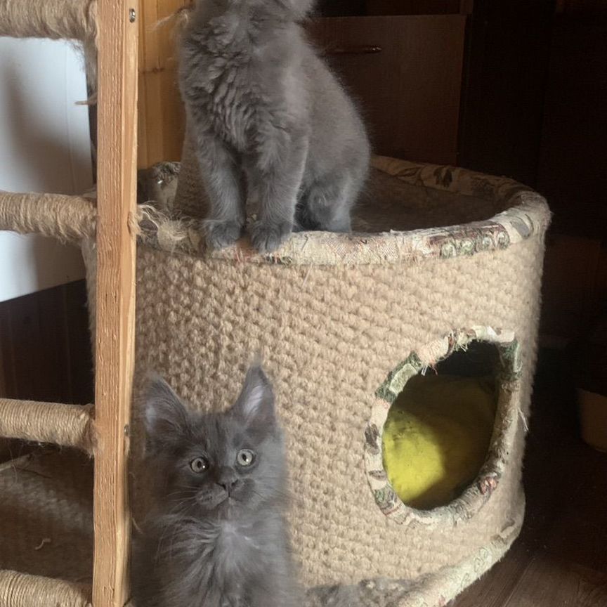 Котята мейн-кун 2,5 месяца