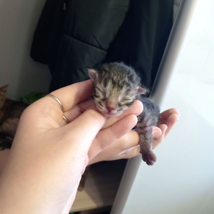 Котята полу сфинкс