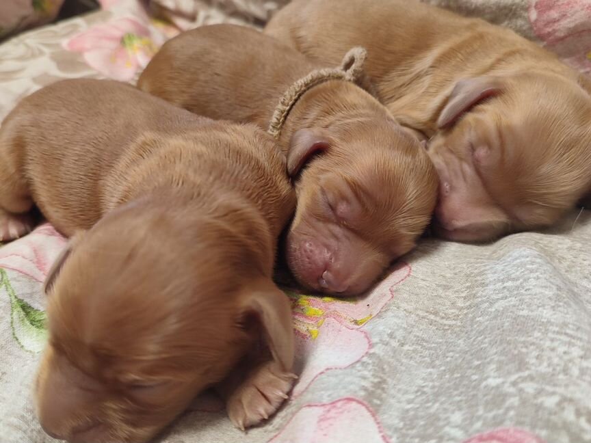 Щенки английского кокер спаниеля