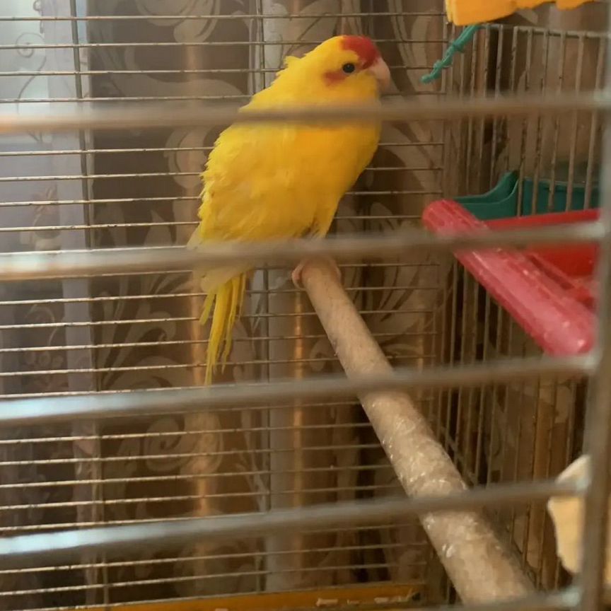 Попугай новозеландский какарик