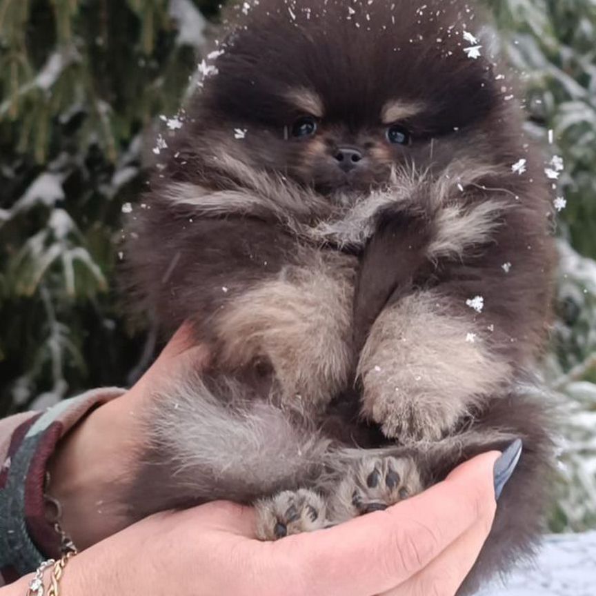 Померанский шпиц, щенок