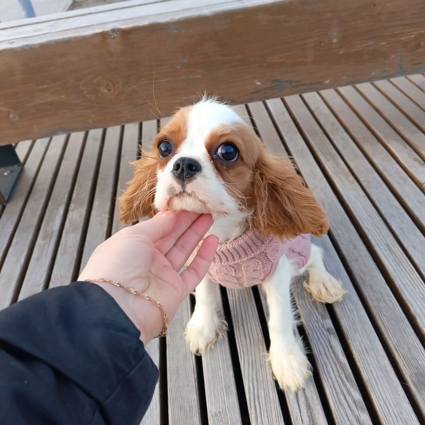 Щенки и взрослые кавалеры ккчс