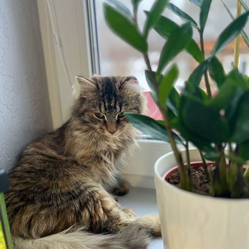 Ласковый котёнок подросток