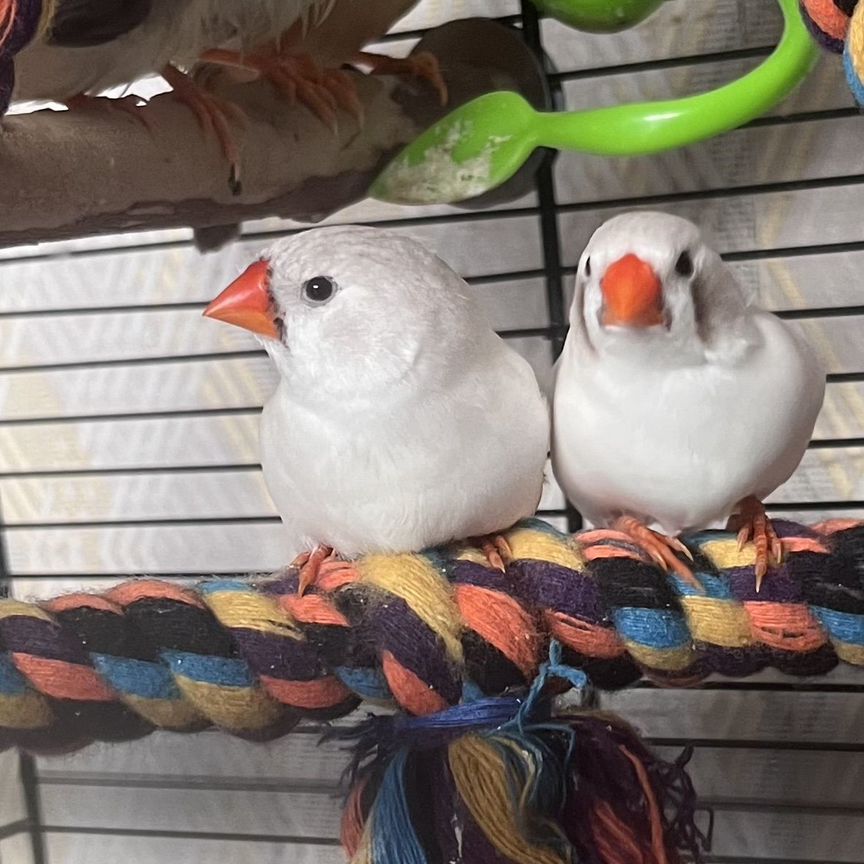 Зебровые амадины птенцы