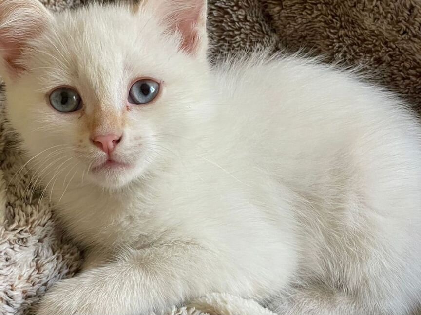 Котенок (девочка)