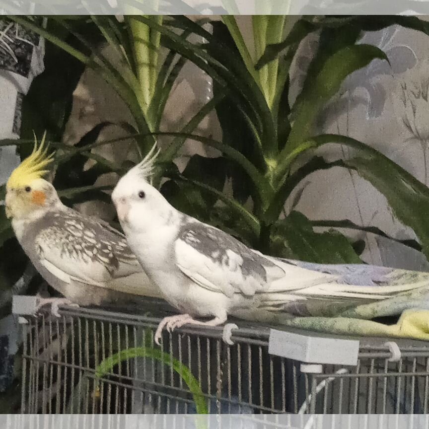 2 Попугая корелла с клеткой