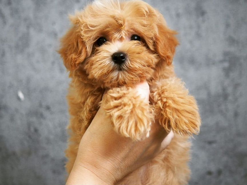 Мальтипу f1/ Мальтипу f1 мини