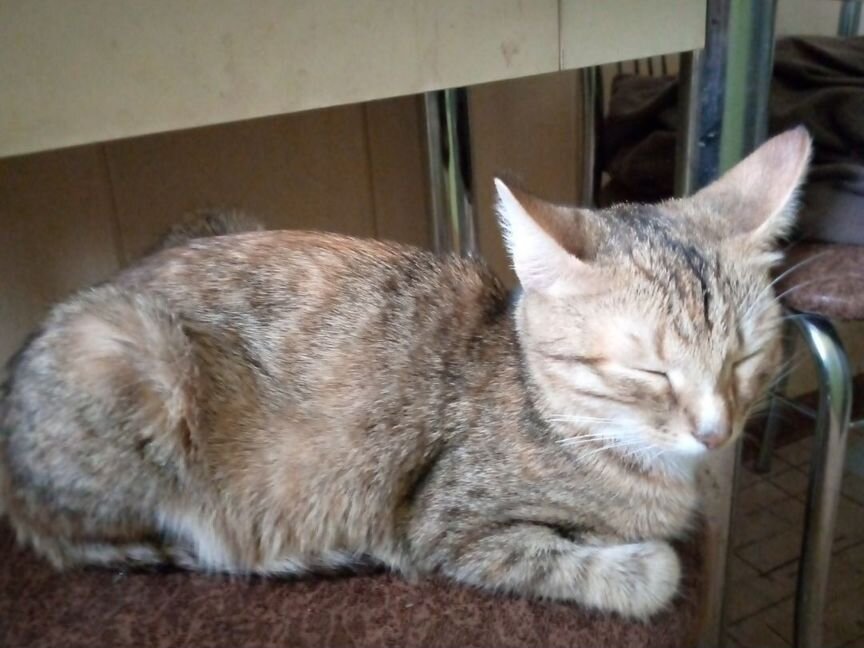 Кошка
