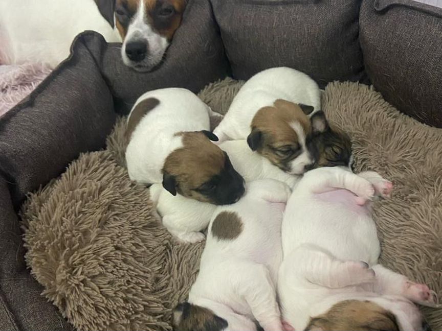 Щенки джек Рассел терьер гладкошерстный