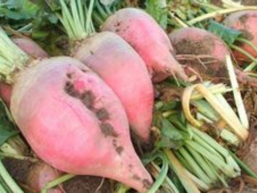 Свекла кормовая