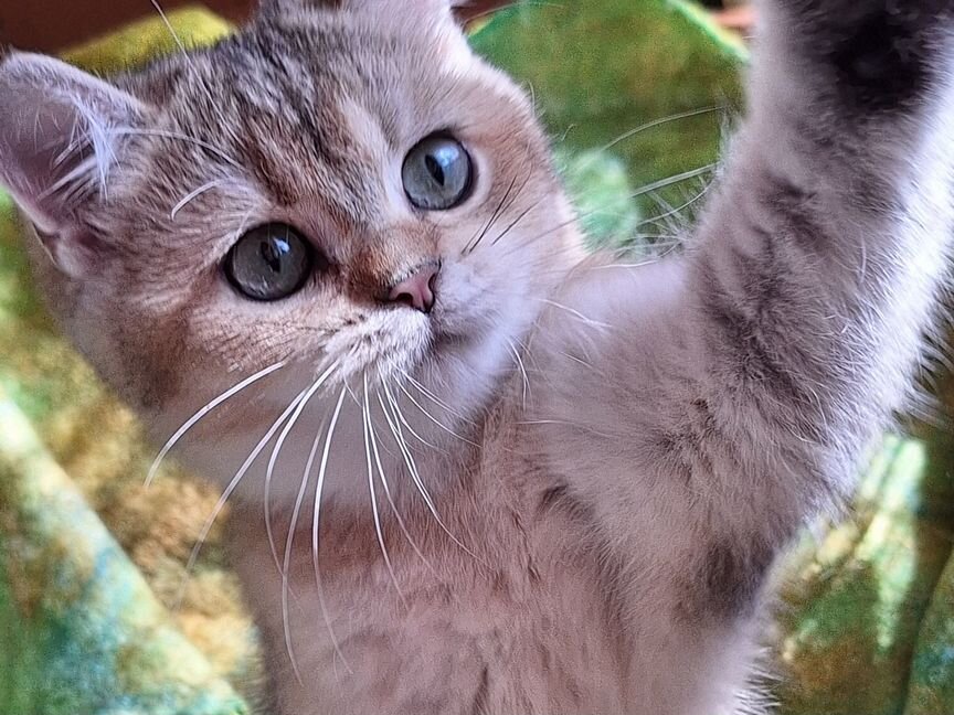 Британская кошечка c родословной Золотая шиншилла