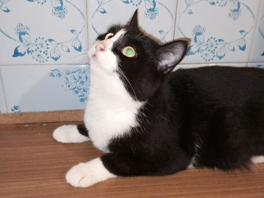 Кошка, девочка, стерилизована, добрым людям