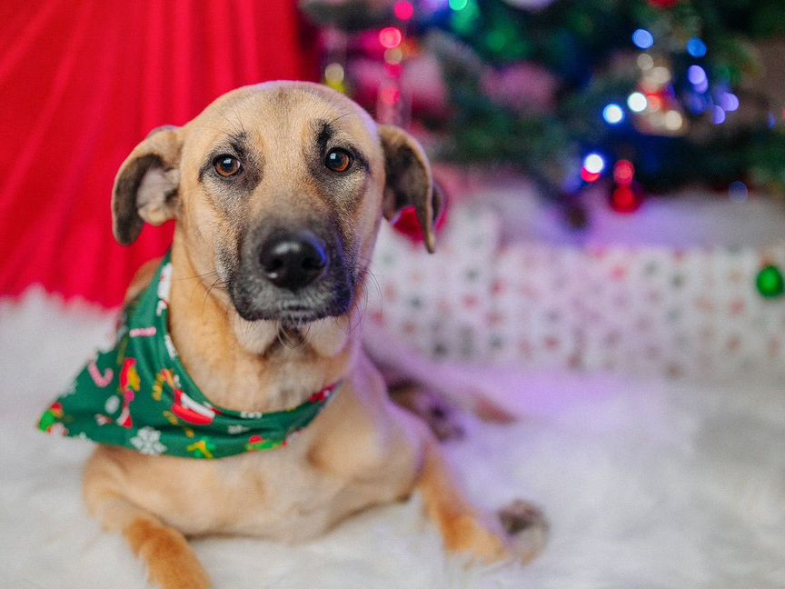 Вега ищет дом