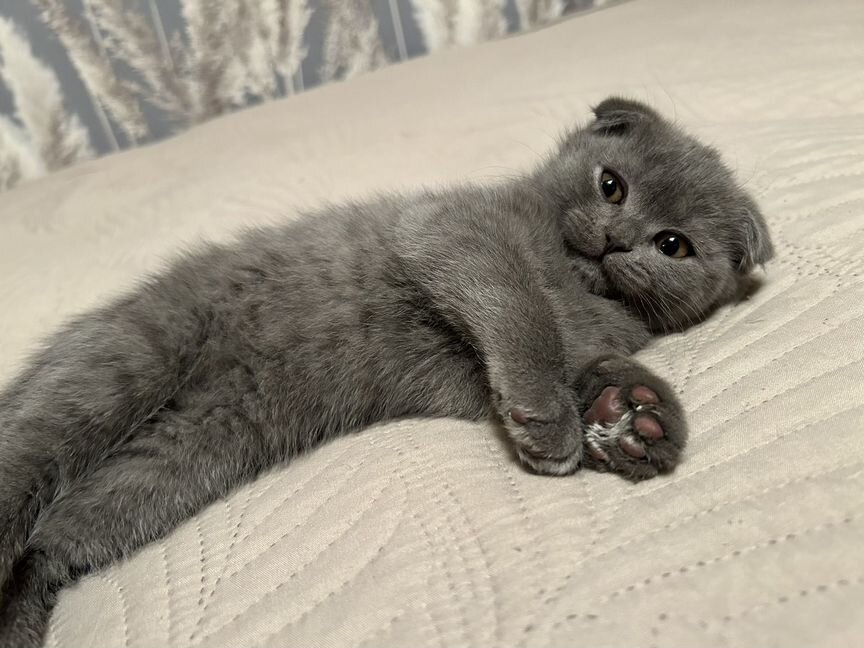 Щотландские котята