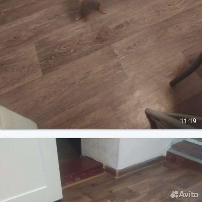 Вязка микро чихуахуа