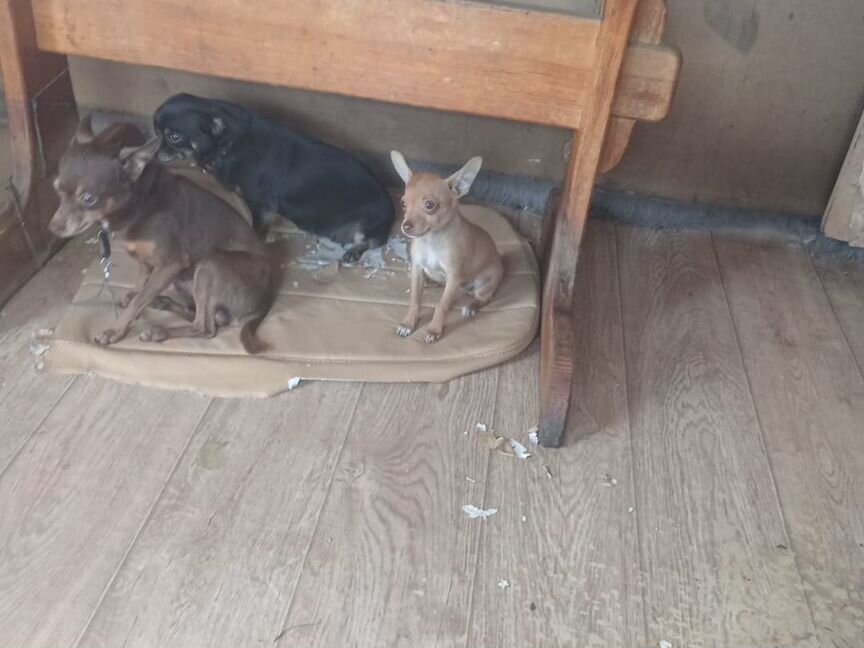 Мини той-терьер