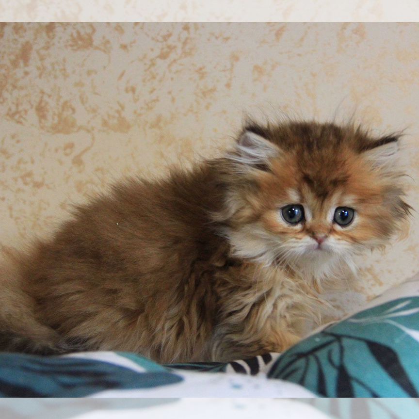 Нафаня - золотая длинношерстная кошечка