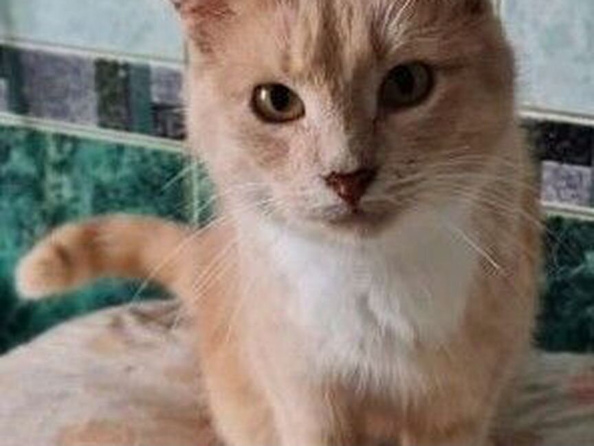 Кот гигант 10 месяцев