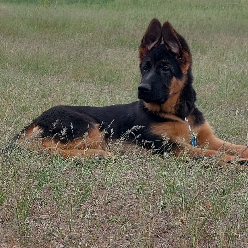 Немцы стандартные и длинношерстные