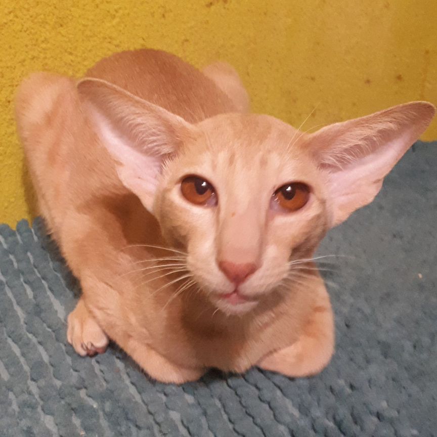 Котенька