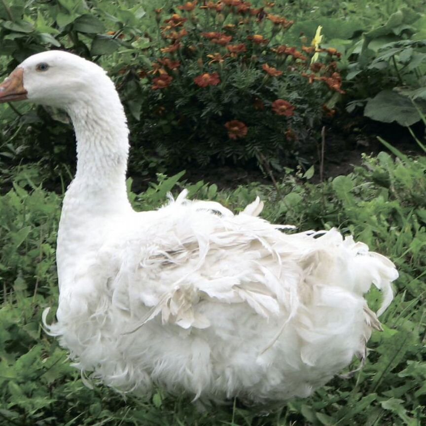 Продам ленточных гусей