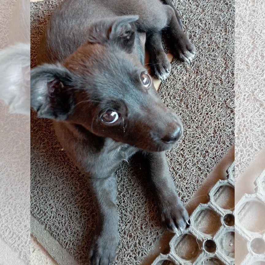 Маленькая собачка в добрые руки